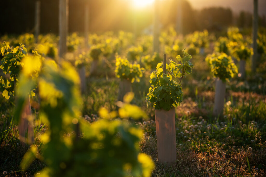 Last Call! Seeking 2025 Winery Trials - Oregon Wine Industry