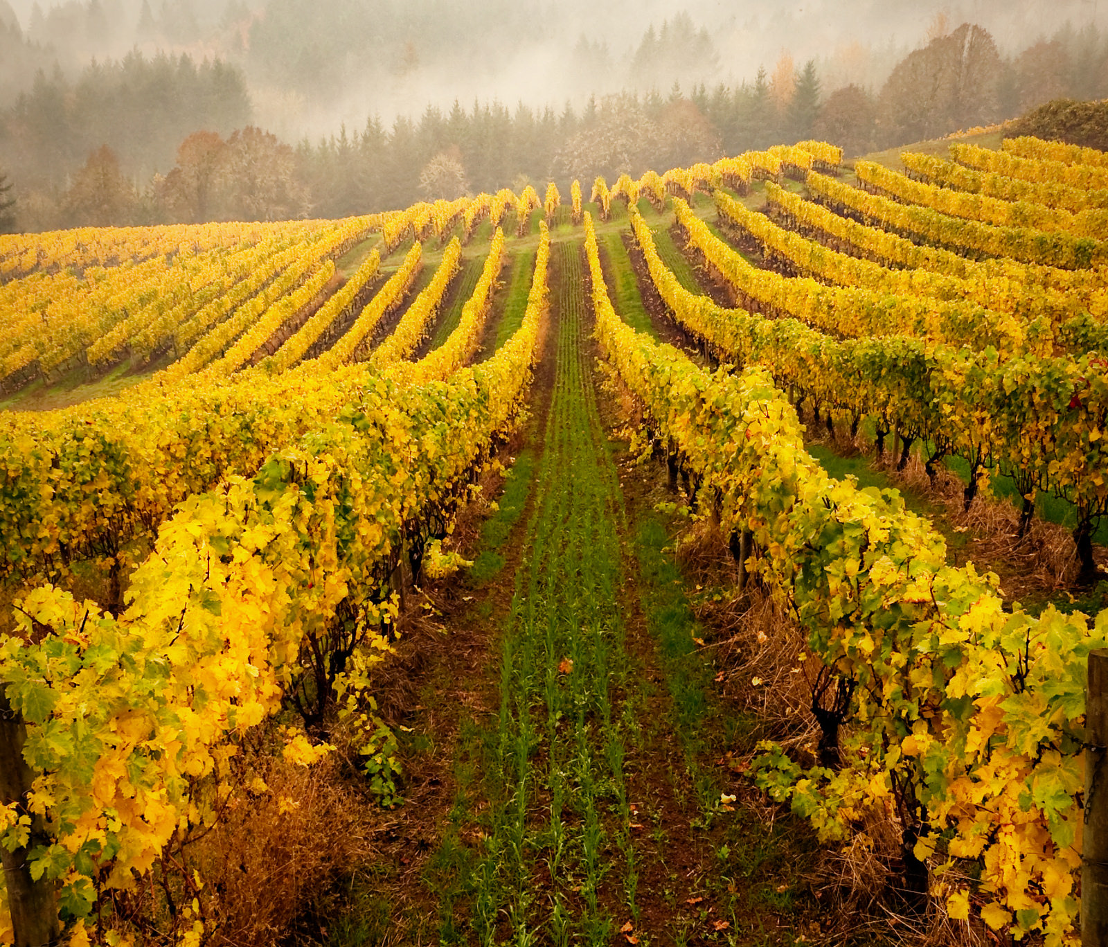 2018 Oregon Harvest Report - Oregon Wine Industry